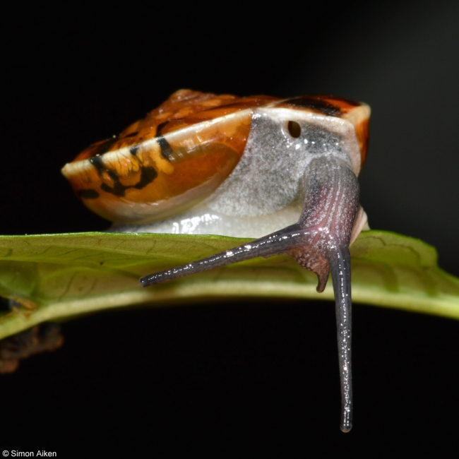 CAMAENIDAE , Aegista pseudotrochula