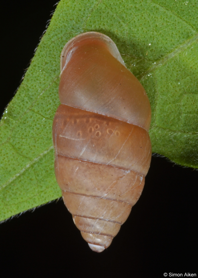 CAMAENIDAE , Anceyoconcha siamensis