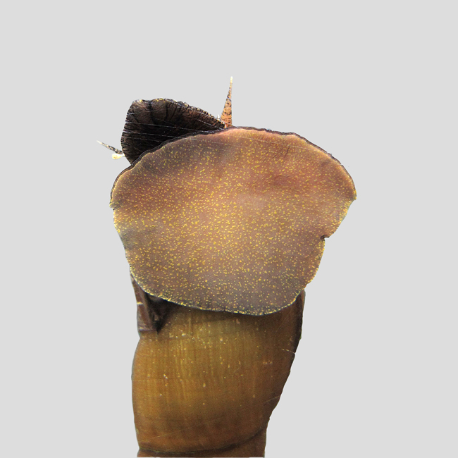 THIARIDAE , Stenomelania species 001