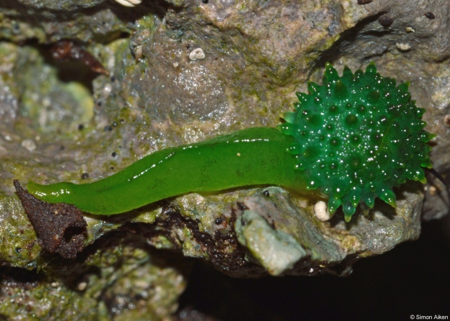 PROSERPINIDAE , Proserpina pisum