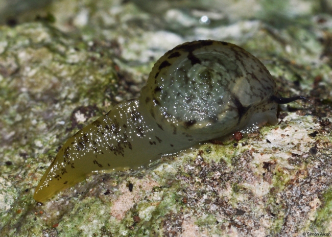 PROSERPINIDAE , Proserpina nitida