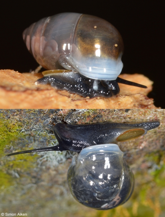 PUPINIDAE , Pupina brachysoma