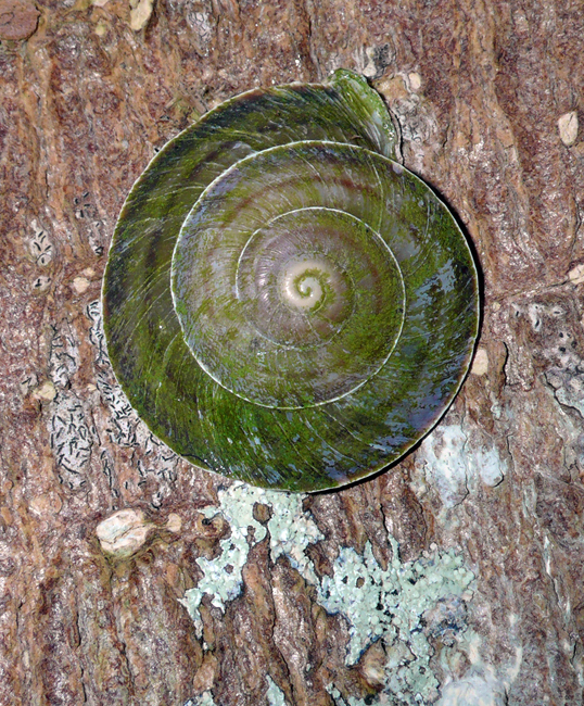 CAMAENIDAE , Obba parmula