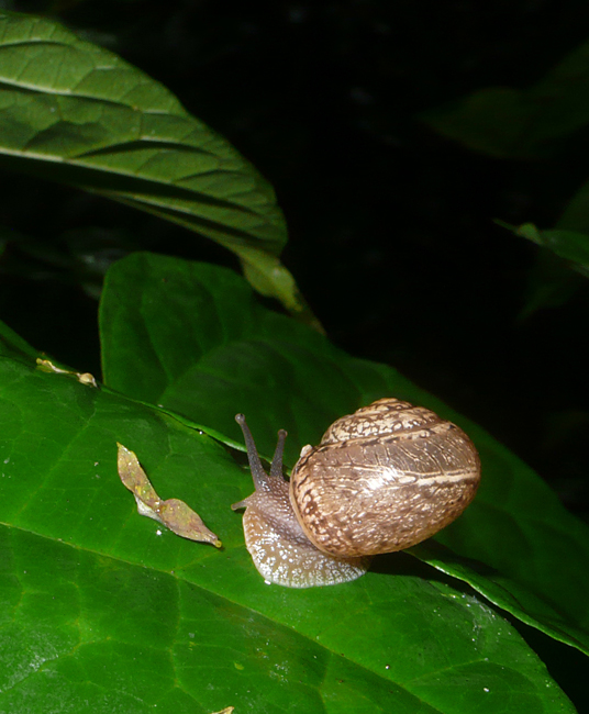 BRADYBAENIDAE , Acusta assimilis cf.