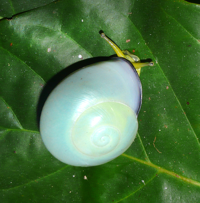 BRADYBAENIDAE , Chloraea virgo