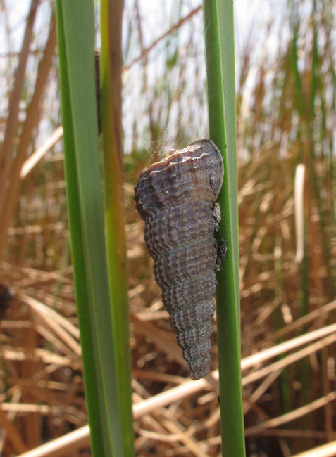 POTAMIDIDAE , Cerithidea quadrata