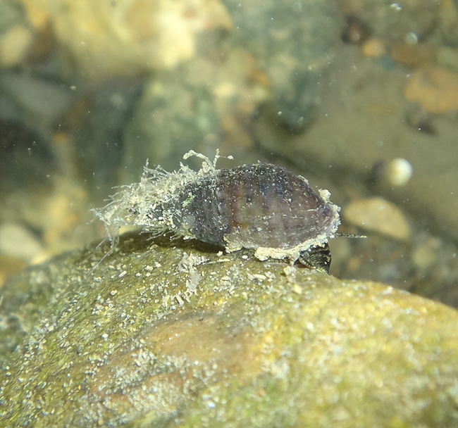 THIARIDAE , Tarebia lateritia