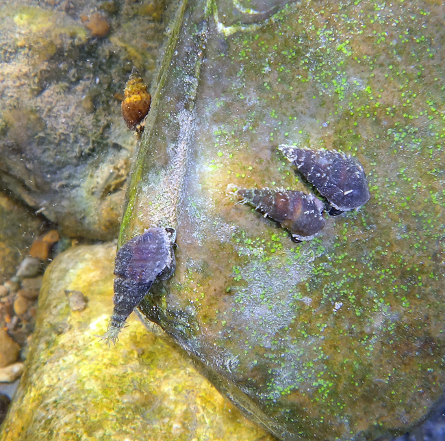 THIARIDAE , Tarebia lateritia