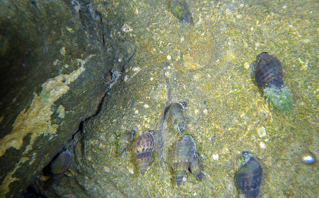 THIARIDAE , Tarebia lateritia