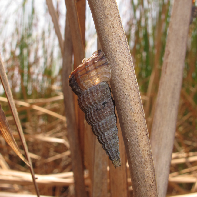 POTAMIDIDAE , Cerithidea quadrata