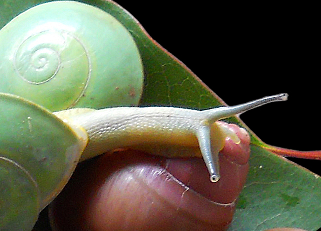 BRADYBAENIDAE , Chloraea papyracea dilatata