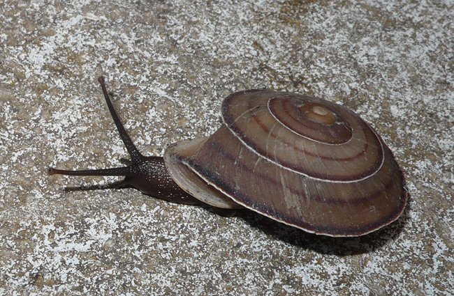 CAMAENIDAE , Obba parmula