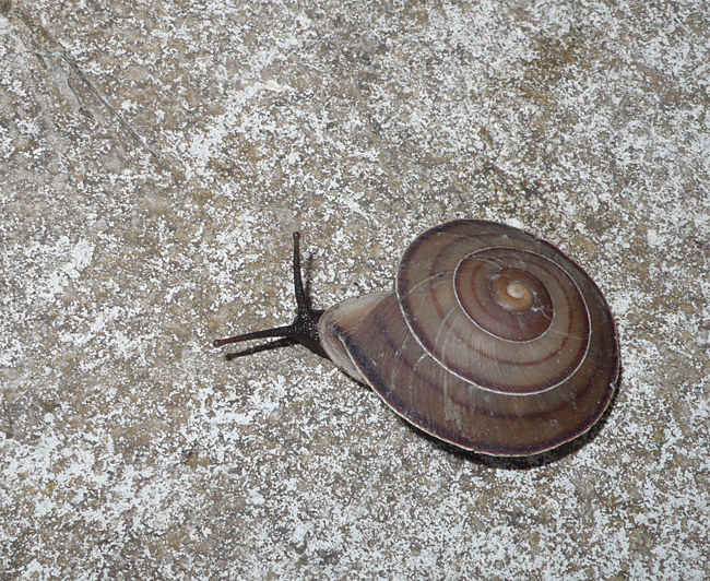 CAMAENIDAE , Obba parmula