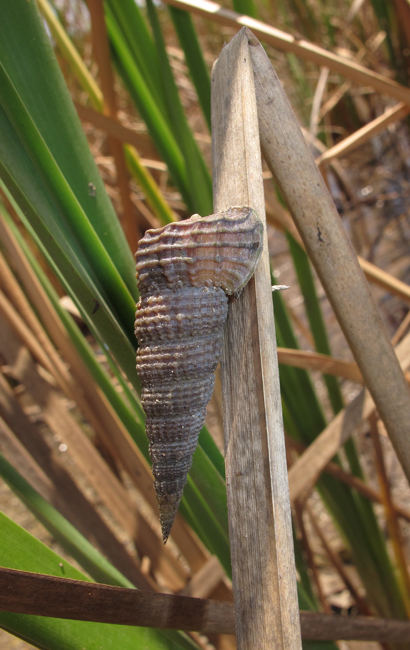 POTAMIDIDAE , Cerithidea quadrata