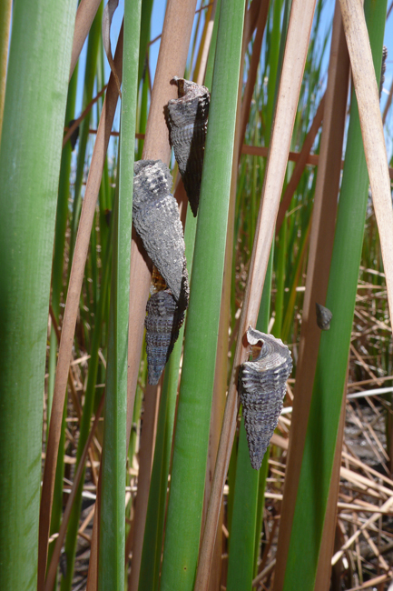 POTAMIDIDAE , Cerithidea quadrata