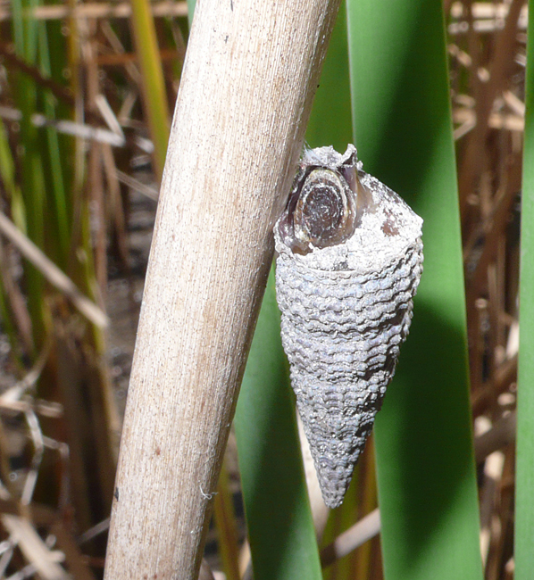 POTAMIDIDAE , Cerithidea quadrata