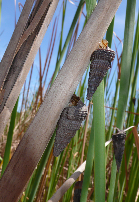 POTAMIDIDAE , Cerithidea quadrata
