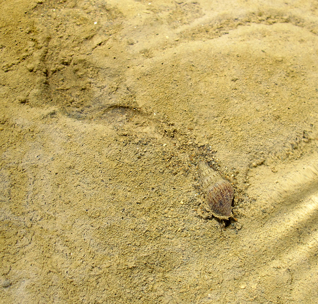 THIARIDAE , Thiara species 001