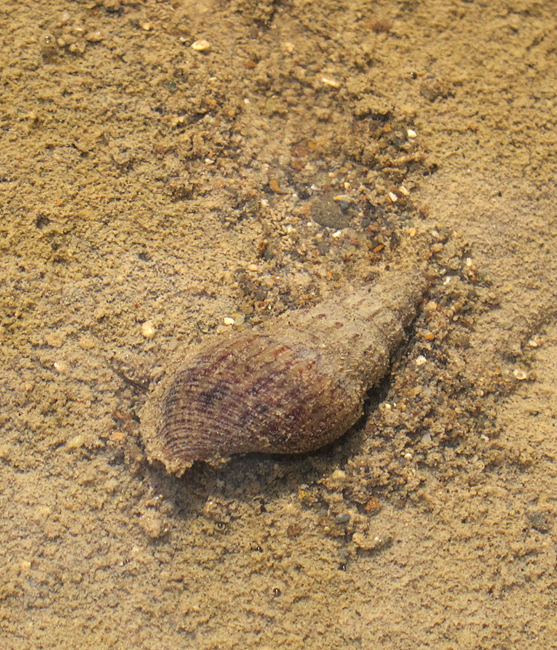 THIARIDAE , Thiara species 001