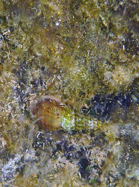 THIARIDAE , Stenomelania species 002