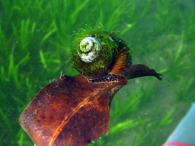 VIVIPARIDAE , Viviparus mainitensis