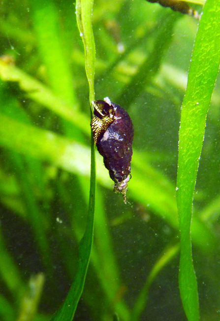 THIARIDAE , Stenomelania species 002