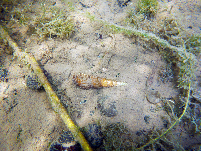 THIARIDAE , Stenomelania species 002