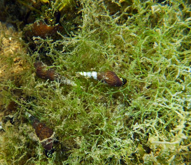 THIARIDAE , Stenomelania species 002