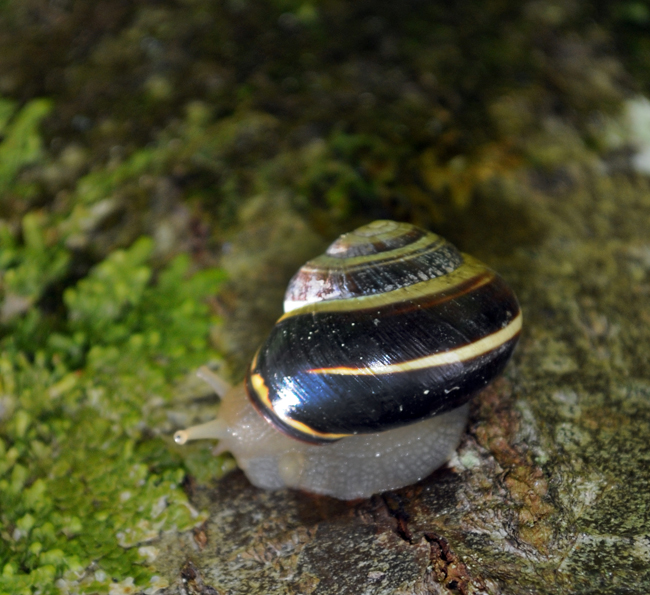 HELICIDAE , Cepaea nemoralis