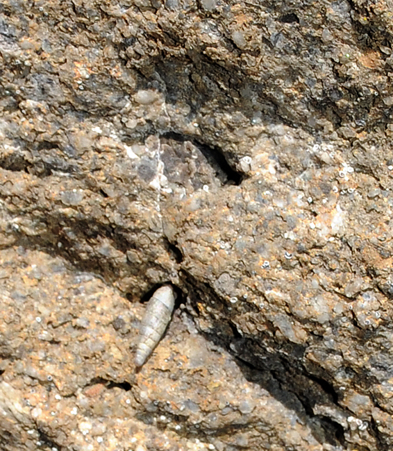 CLAUSILIIDAE , Clausilia rugosa parvula