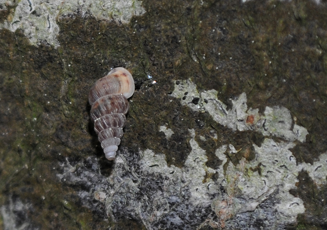DIPLOMMATINIDAE , Cochlostoma septemspirale septemspirale