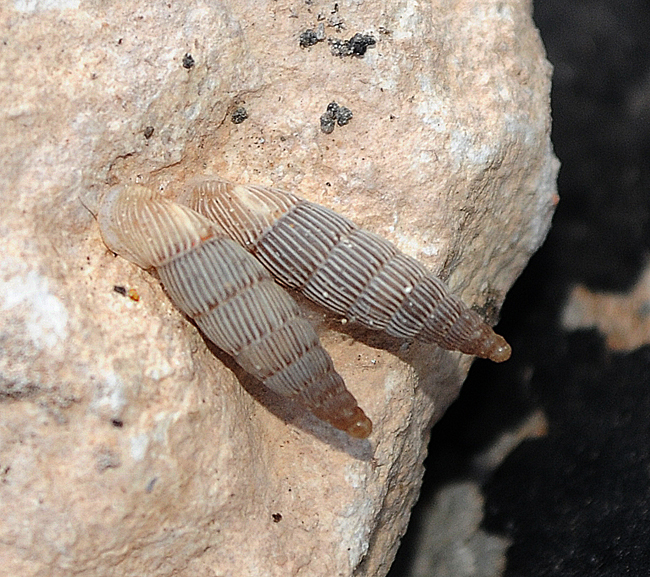 CLAUSILIIDAE