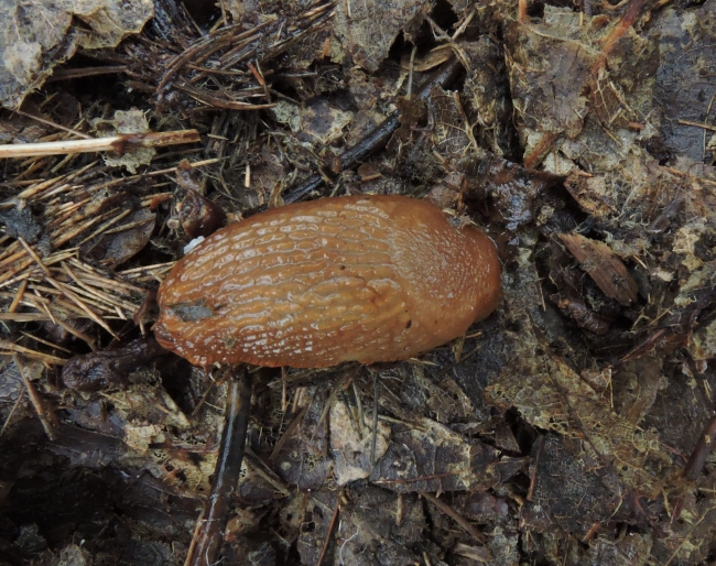 ARIONIDAE , Arion rufus