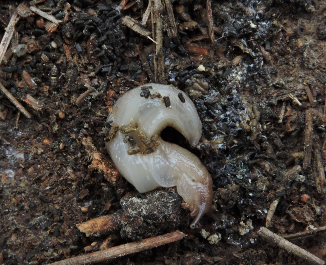 LIMACIDAE , Limax maximus