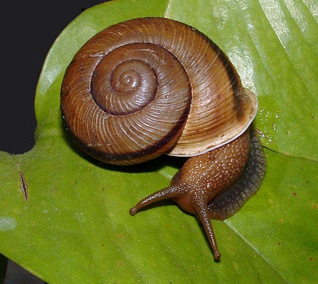 EPIPHRAGMOPHORIDAE , Epiphragmophora sp.