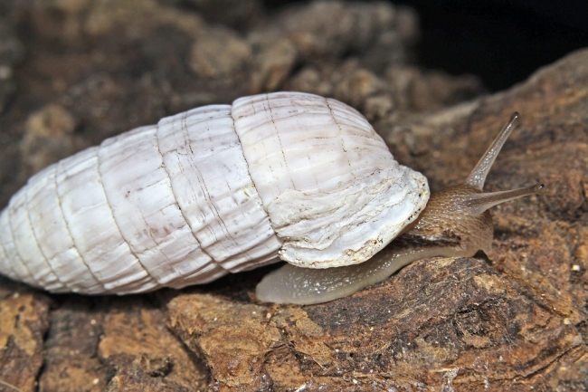CERIONIDAE , Cerion species