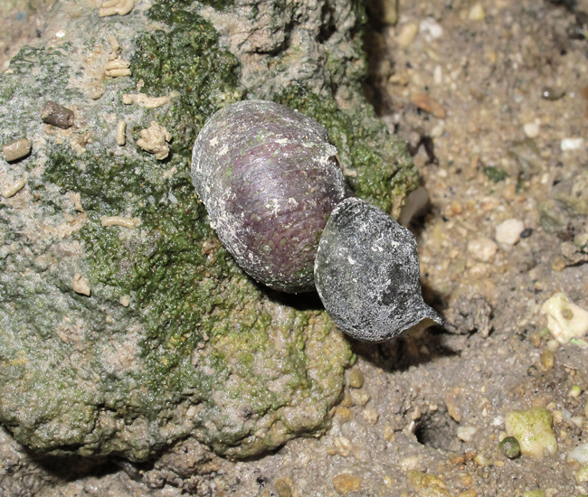 NERITIDAE , Clithon corona