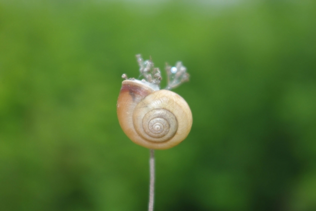 HYGROMIIDAE , Monacha cantiana